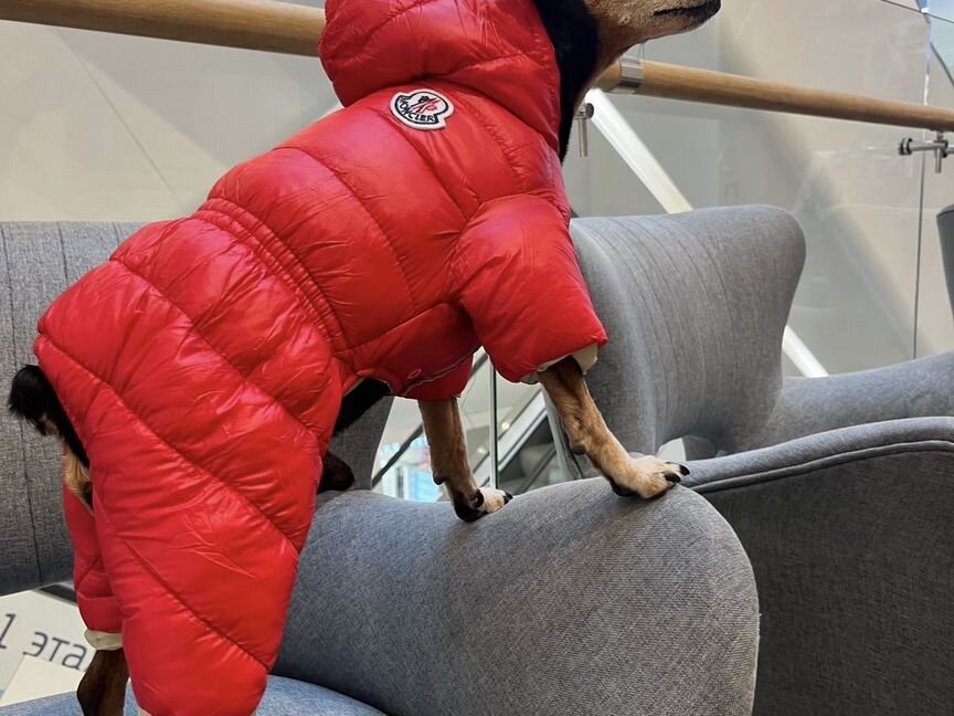 Зимний комбинезон для собаки moncler