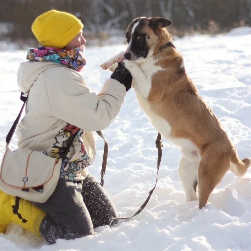 Взрослый пёс в добрые руки