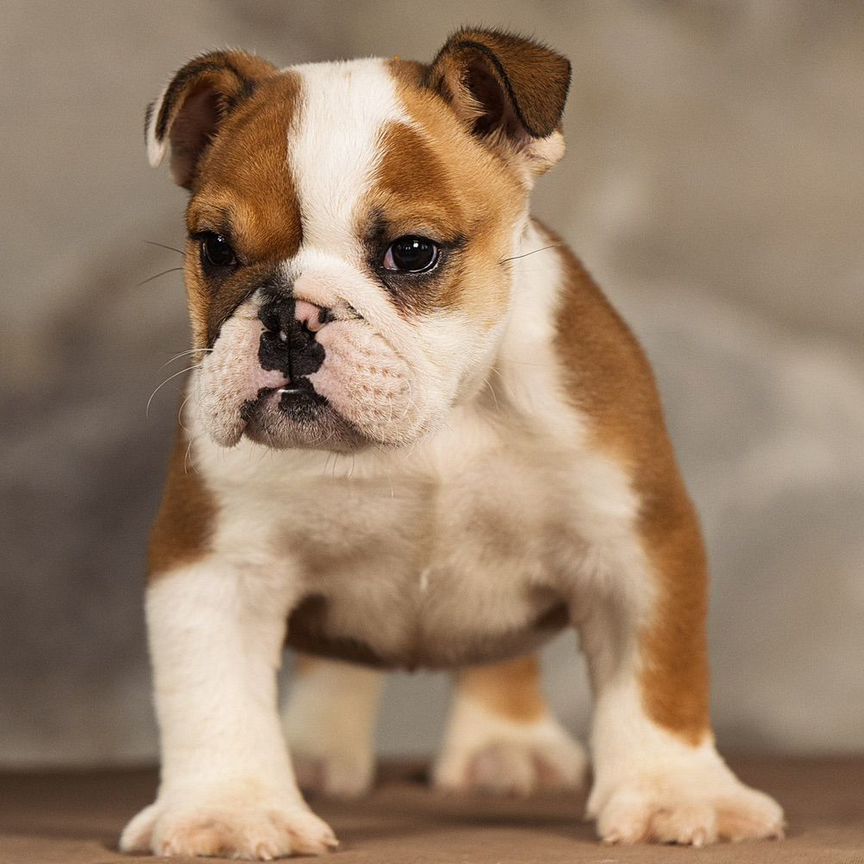 Английский бульдог, щенок