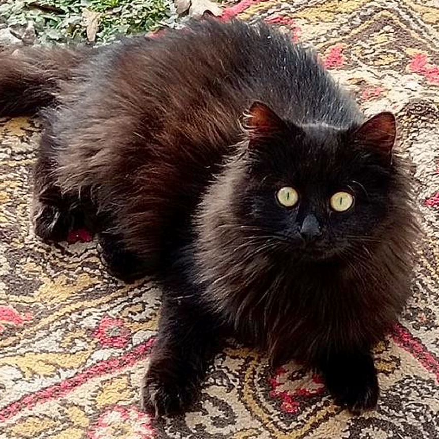 Пристраивается пушистая красавица