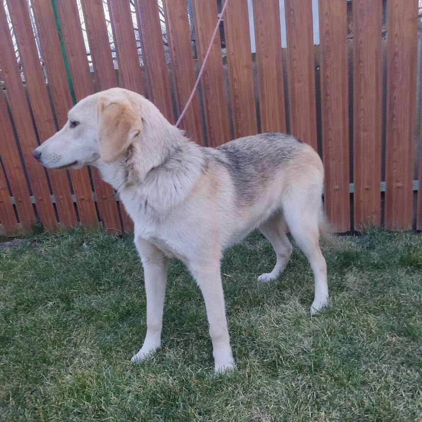 Щенки русской гончей