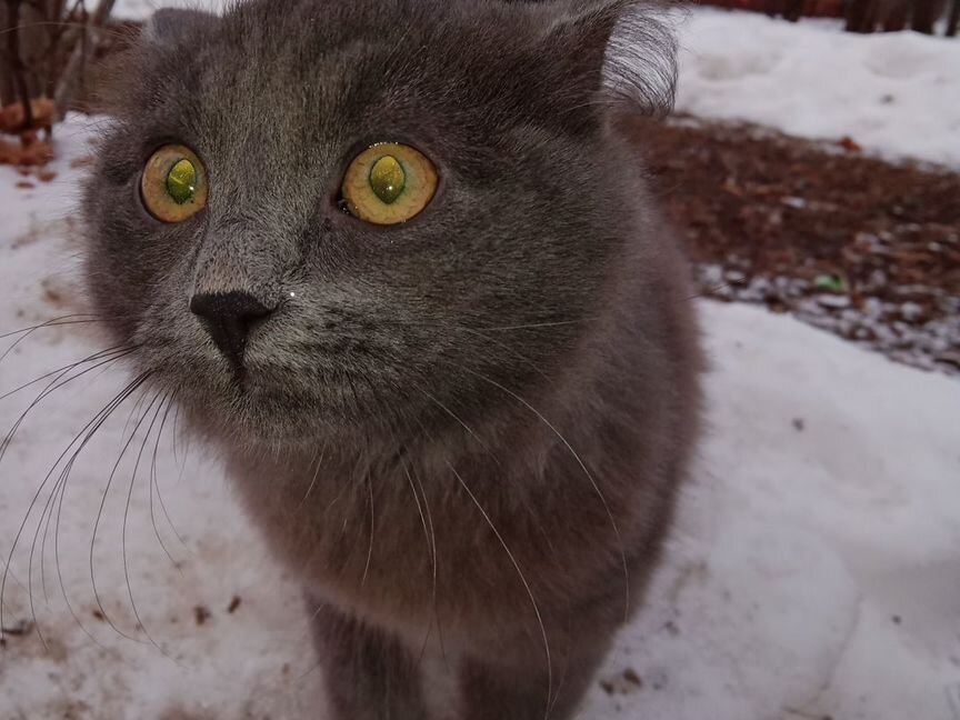 Кошка нибелунг