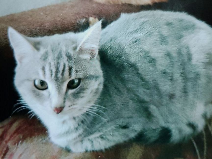 Кошка черная и кот серый