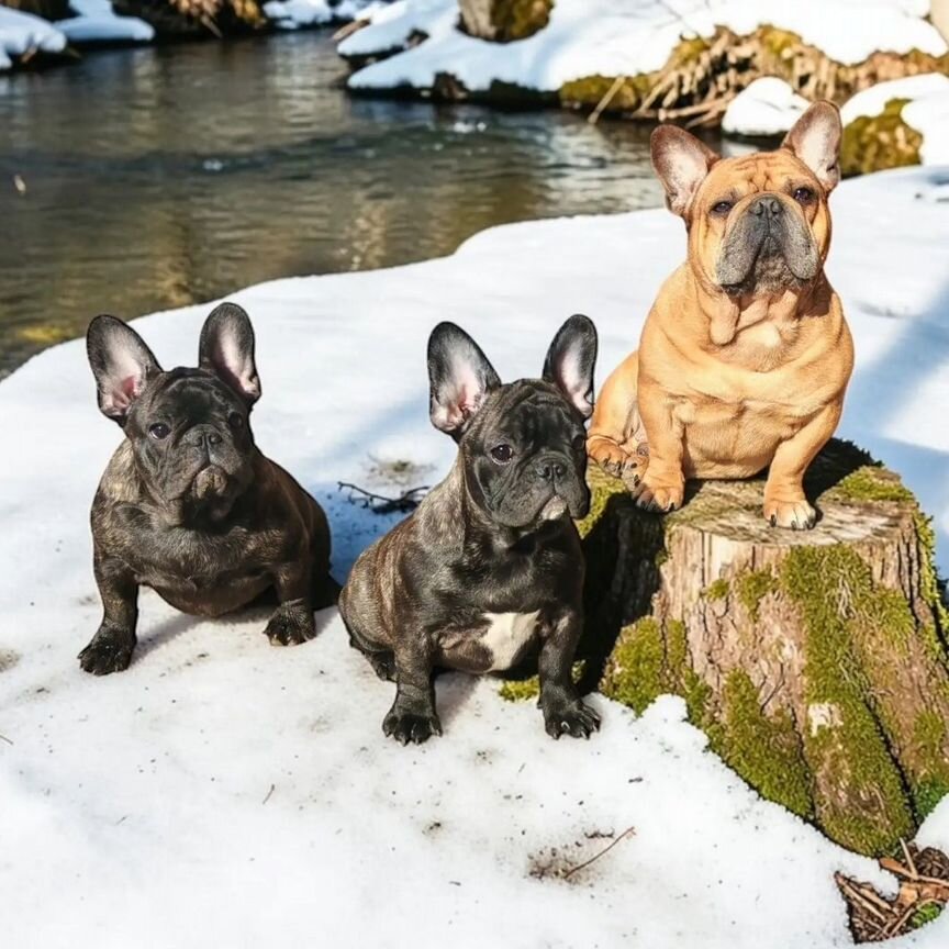 Французский бульдог, щенок