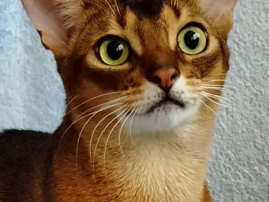 Кот на вязку