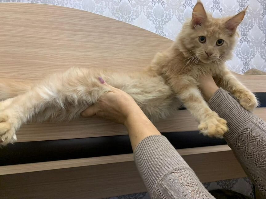Мейн кун