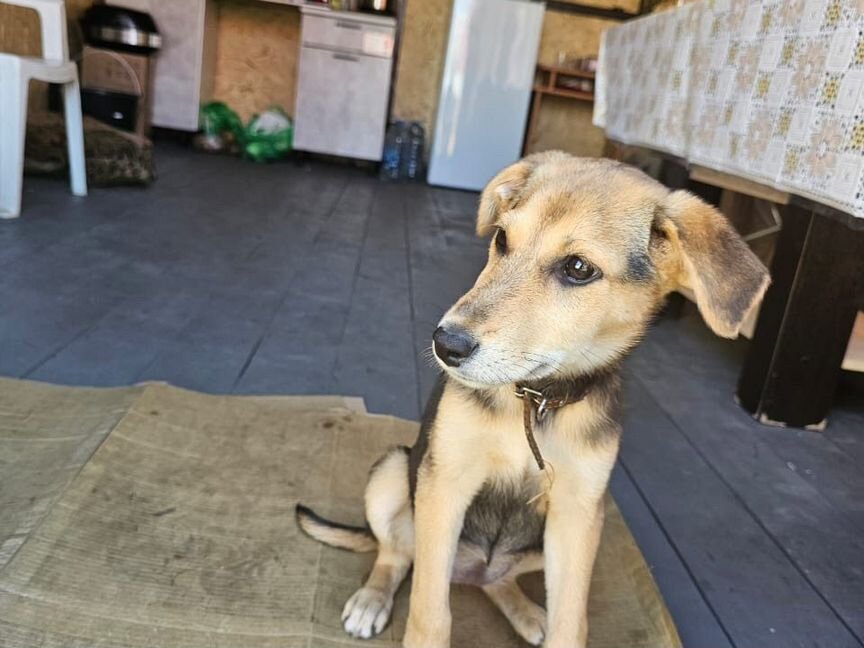 Собака в добрые руки