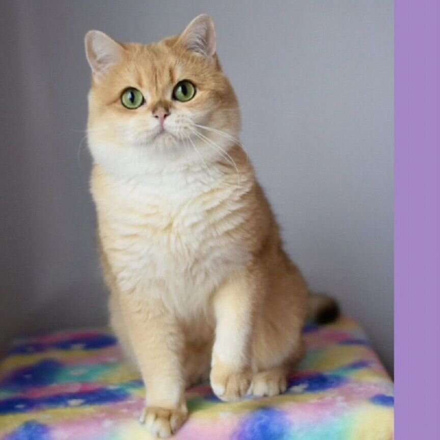 Британский короткошёрстный кот, взрослый