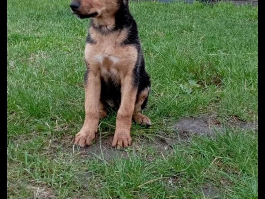 Помесь Немецкой овчарки