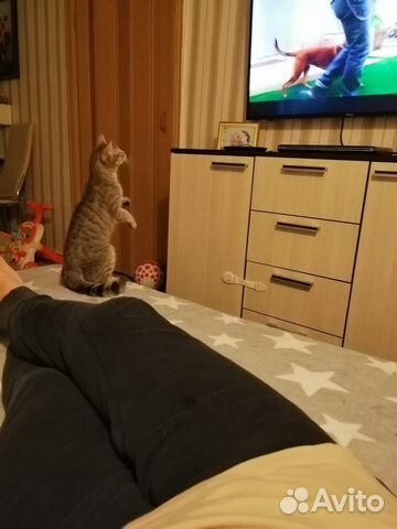 Бедная кошечка ищет дом