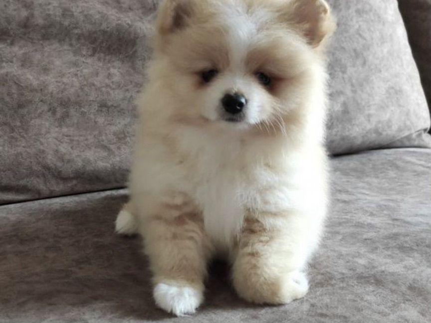 Померанский шпиц