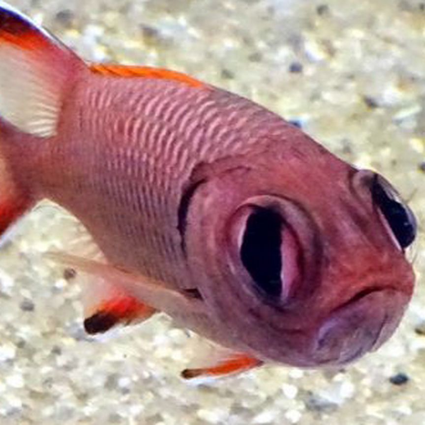 Рыба солдат