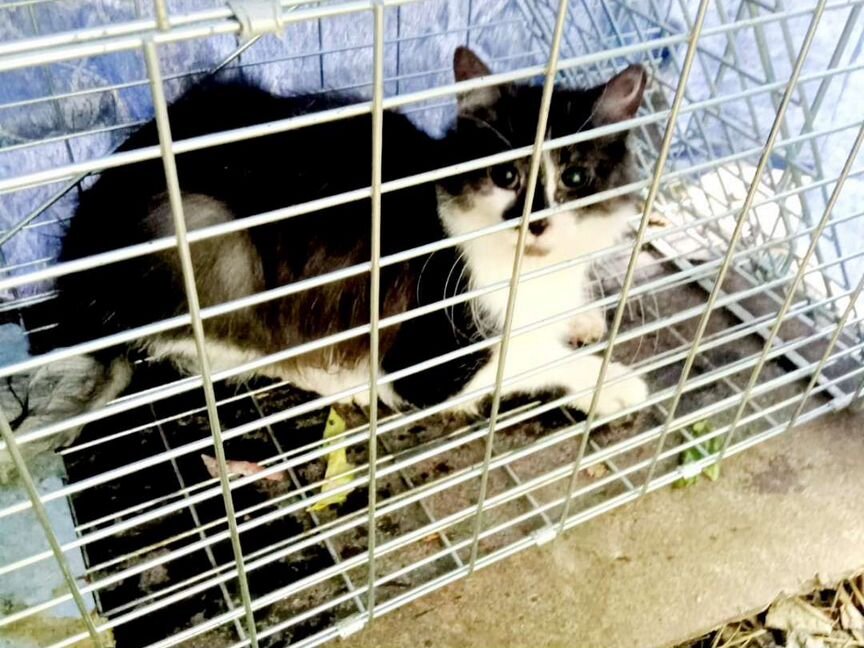 Кошке-подростку Саше нужен уголок