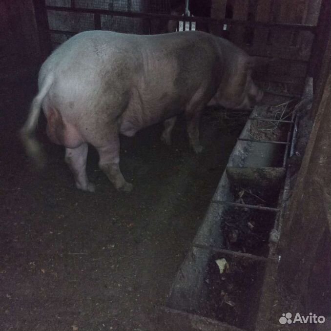 Хряк на племя