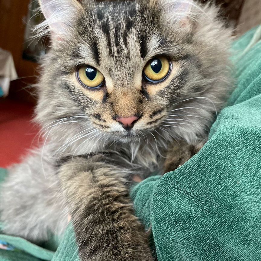 Кошки в добрые руки бесплатно