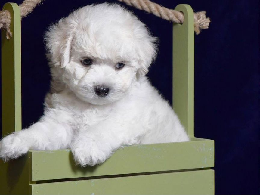 Бишон фризе щенок девочка