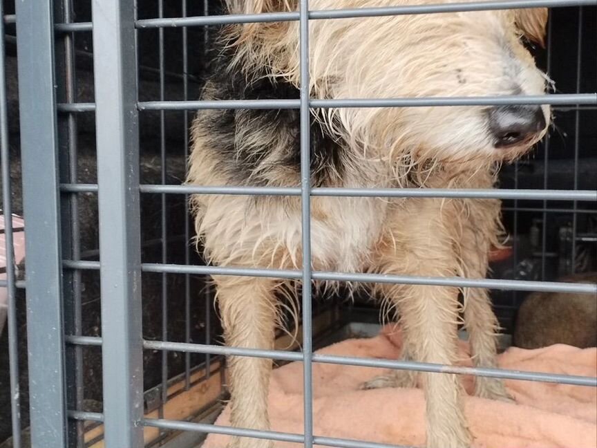 Маленький пёс ищет хозяина. В хорошие руки