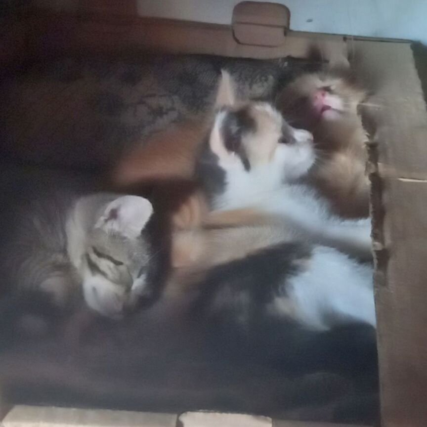 Котята отдам в добрые руки бесплатно