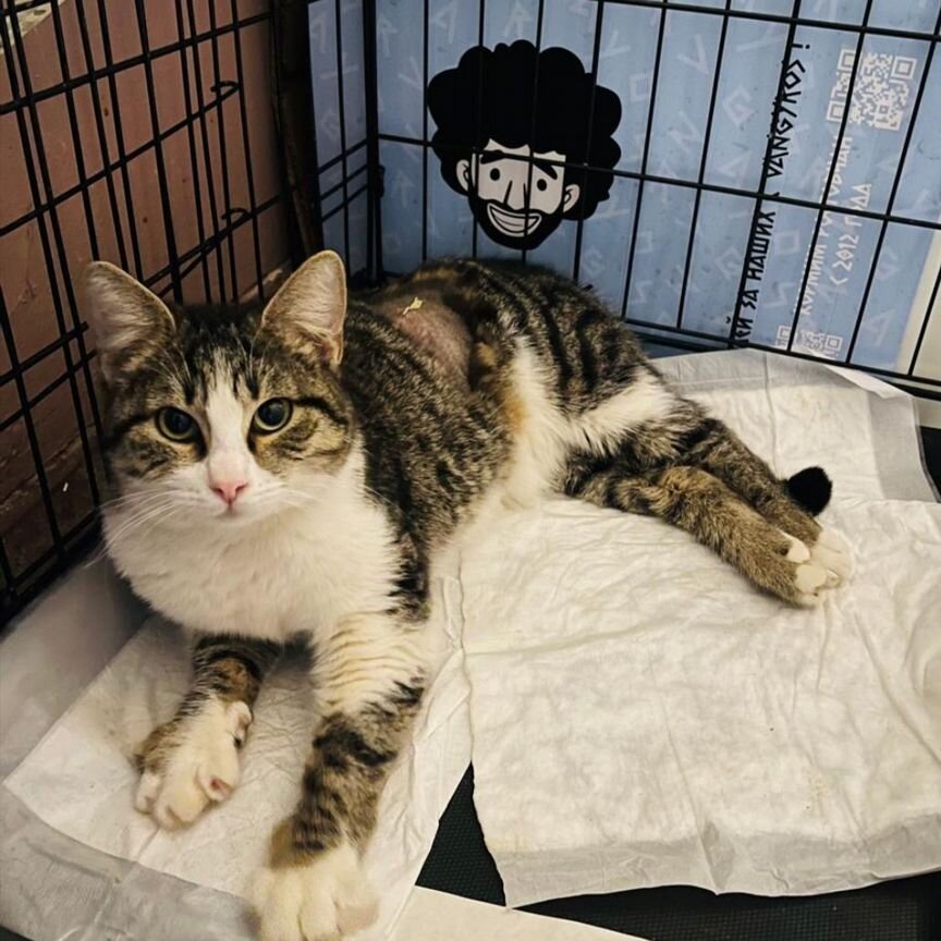 Кошечка молодая нужен дом