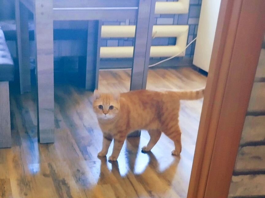 Шаландец
