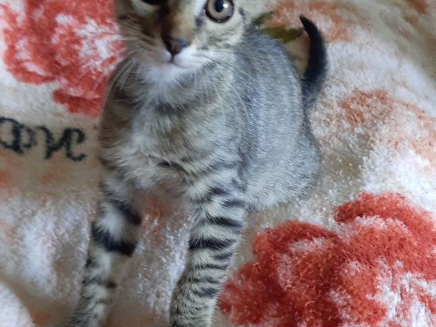 Котёнок в добрые руки