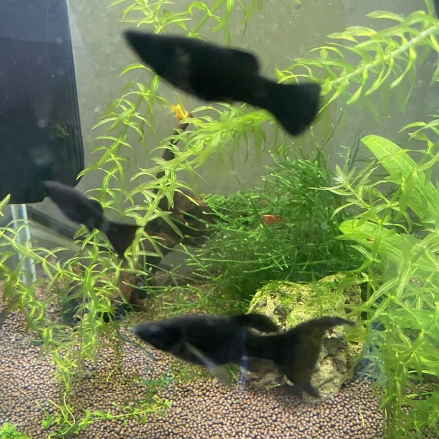 Моллинезия черная