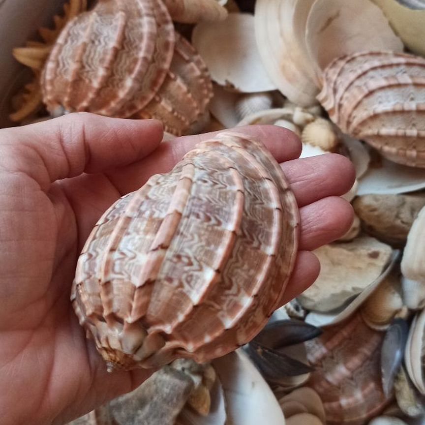 Морские ракушки раковины большие