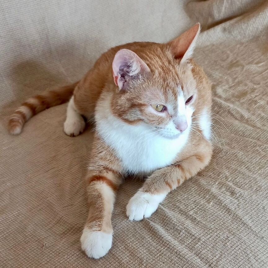 Кошечка в опасности
