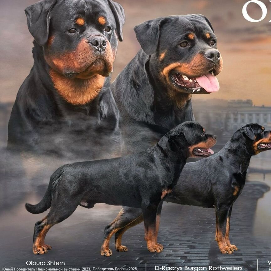 Ротвейлер, щенок
