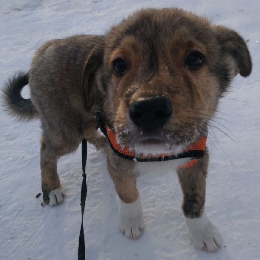 Щенок в добрые руки