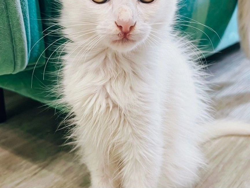 Белоснежный пушистый котёнок Серафим