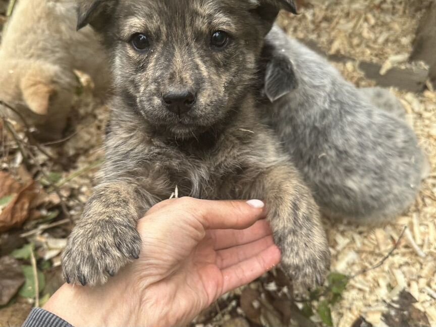 Щеночки В любящие руки