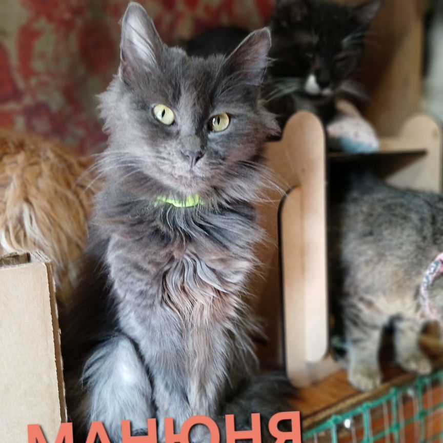 Большой выбор друзей из кошачьего семейства