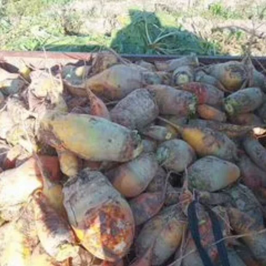 Свекла кормовая