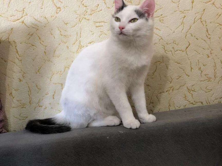 Кот Беляш