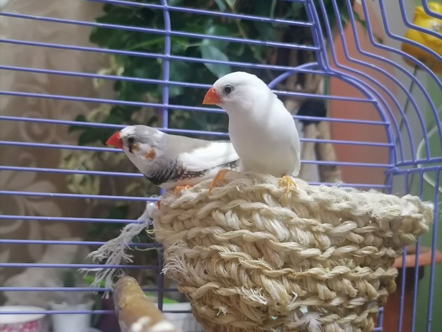 Зебровые амадины