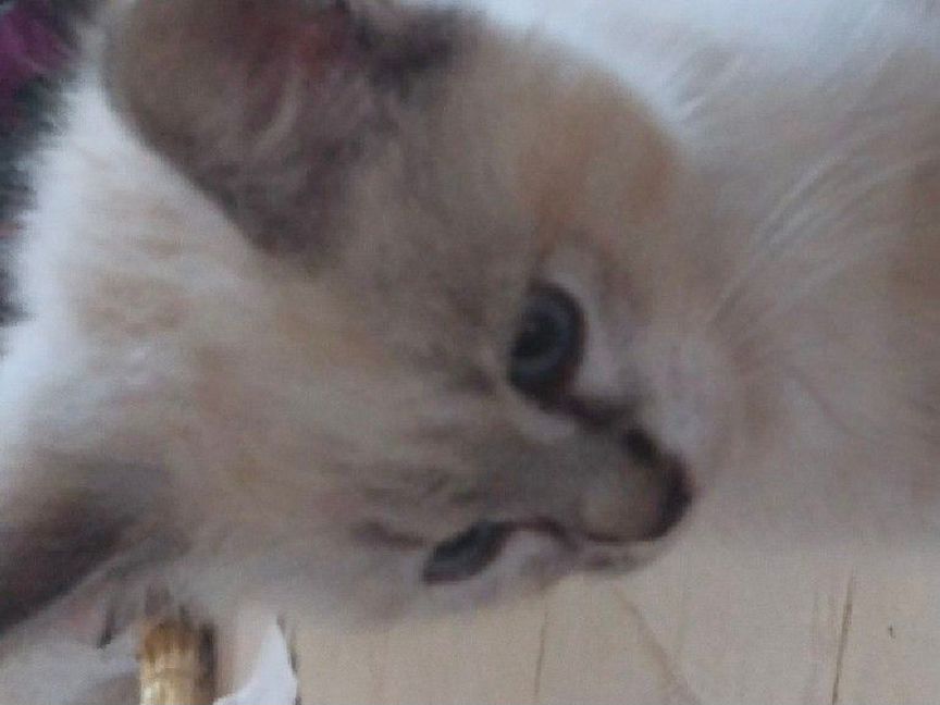 Кошка невская маскарадная котята