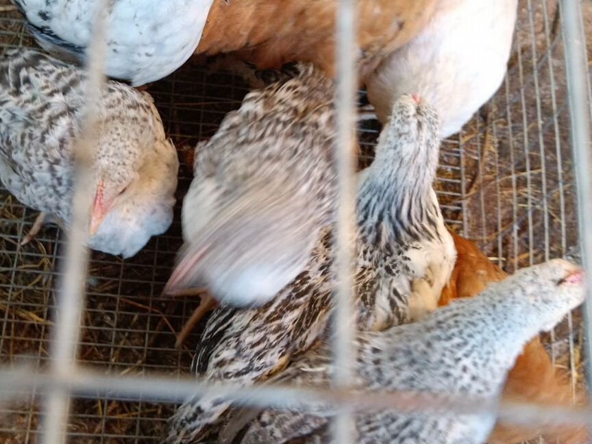 Инкубационное яйцо, цыплята, и. Т. Д