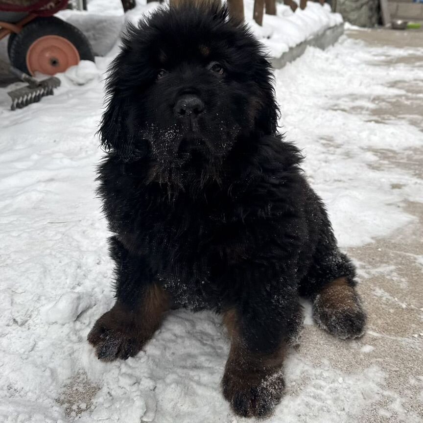 Тибетский мастиф, щенок