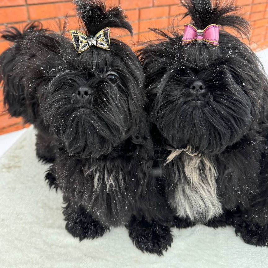 Ши-тцу, щенок