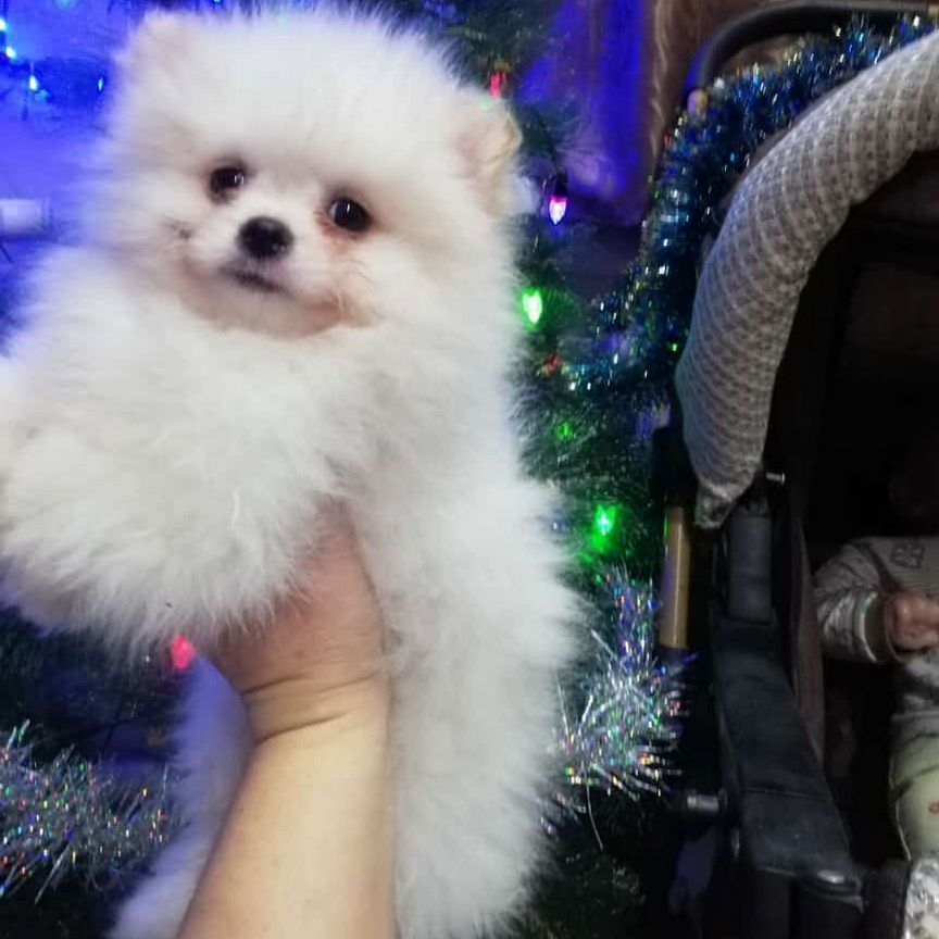 Померанский шпиц
