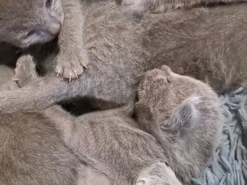 Котята русская голубая