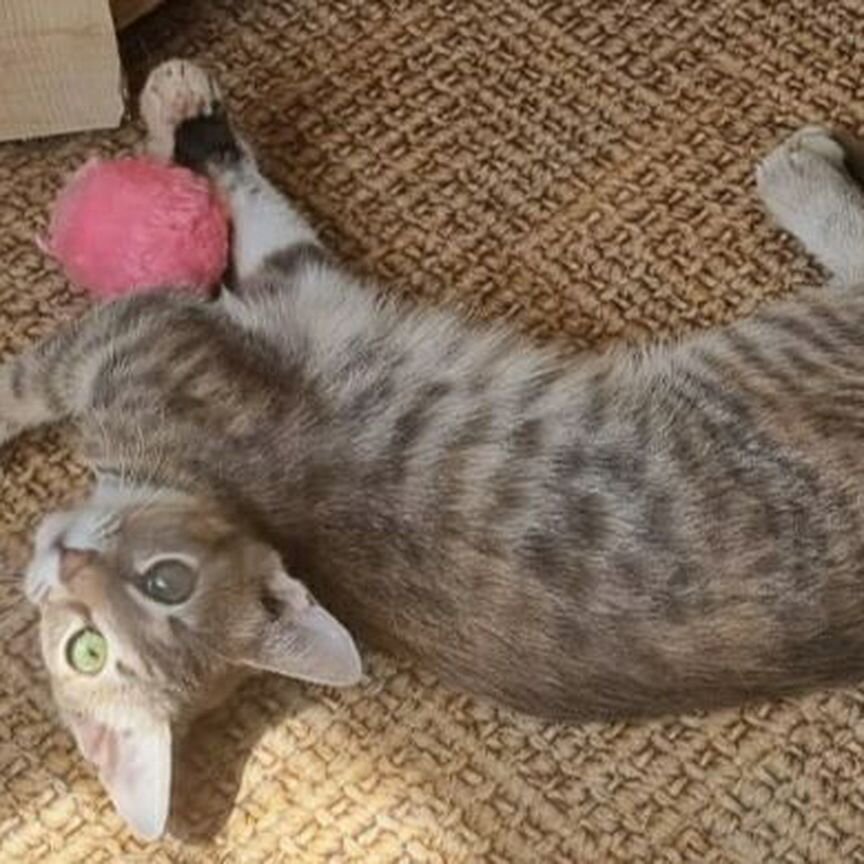 Котёнок Амелия зеленоглазка