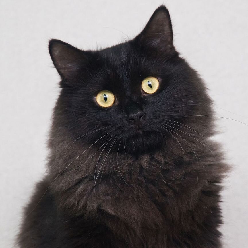 Взрослый кот в добрые руки