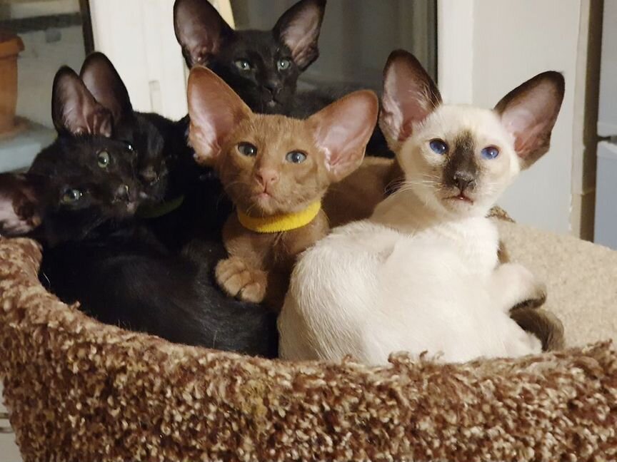 Ориентальные котята