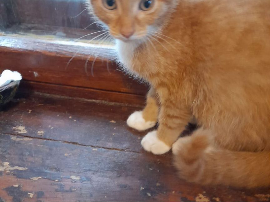 Солнечный котик