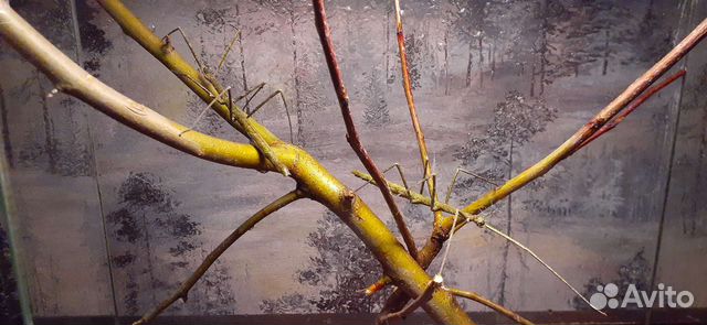 Насекомые "Палочники" ("Привиденьевые")