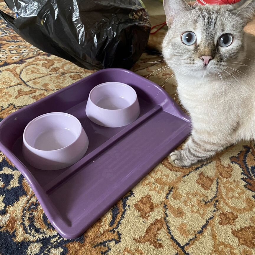 Миска для кошек