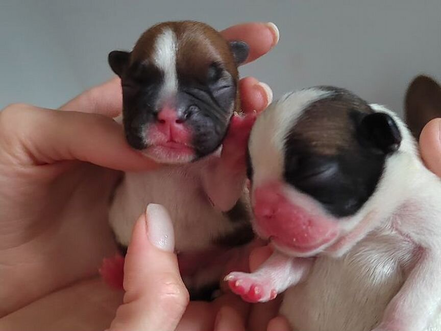 Французский бульдог щенки