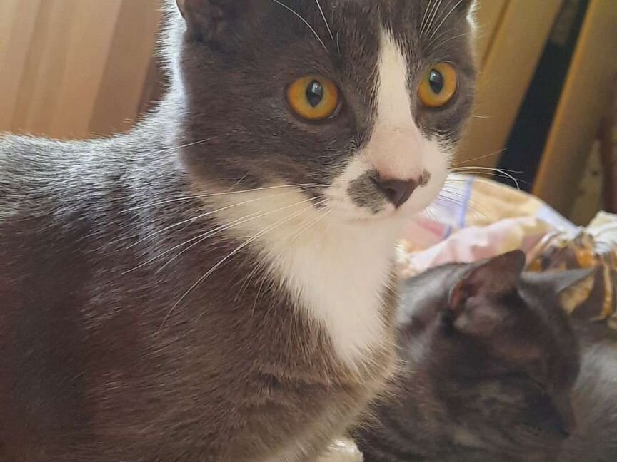 Кошка в дар бесплатно